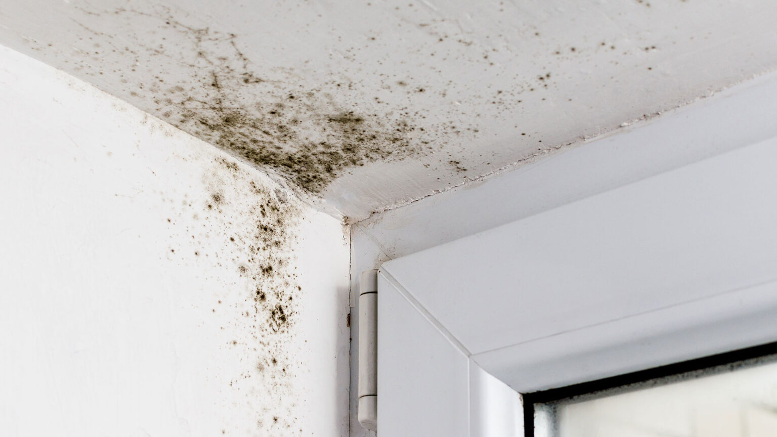 How do I permanently get rid of mold in my Alabama home? | North ...